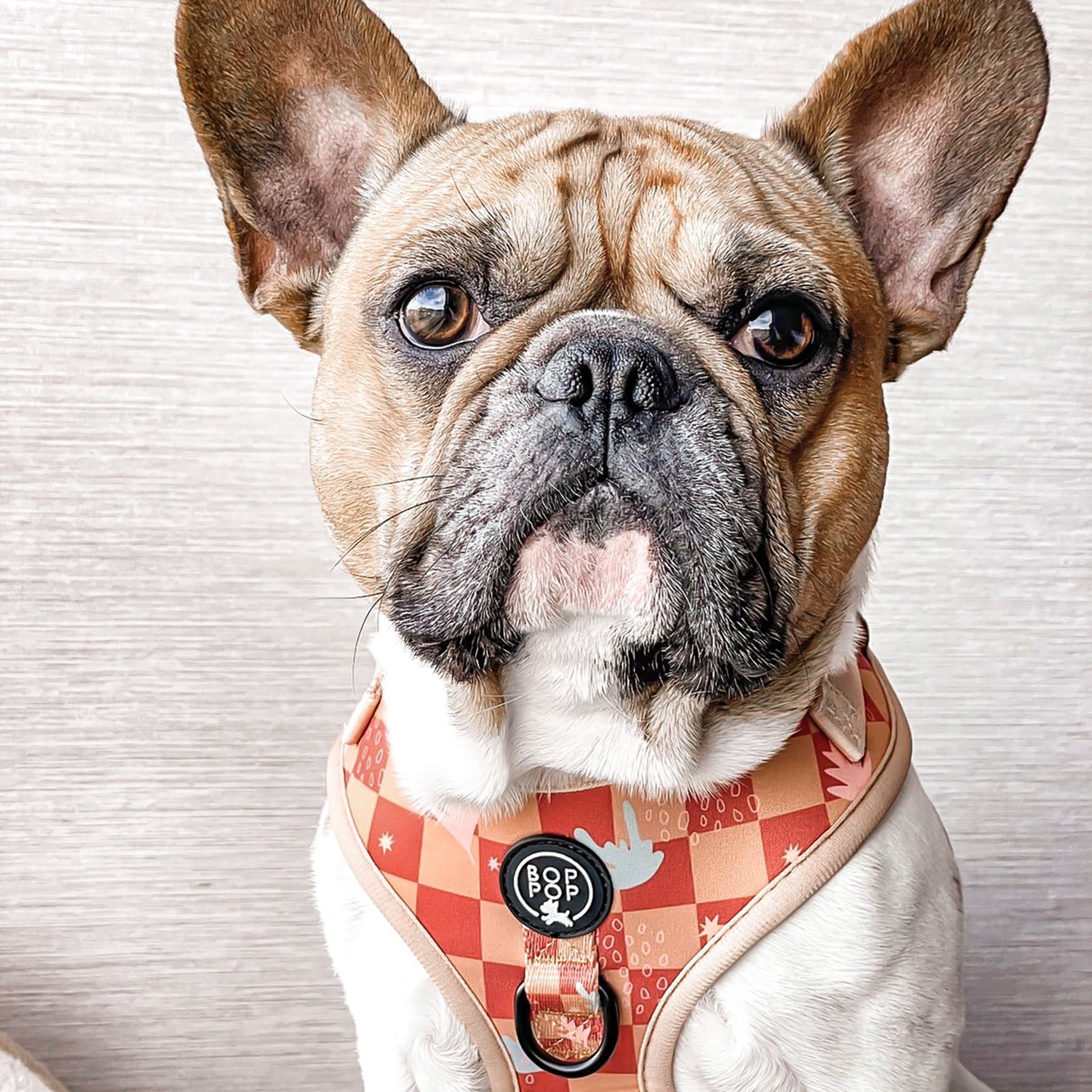 JACOB Dog Harness – Boppoppets